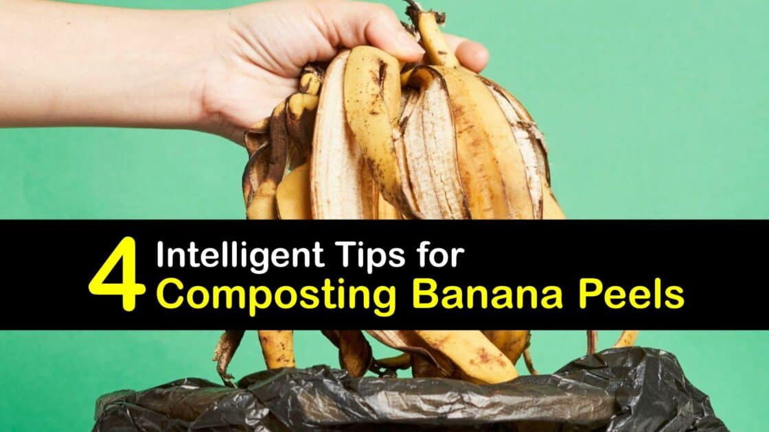 Banana Peels in Your Compost - Composting a Banana Peel