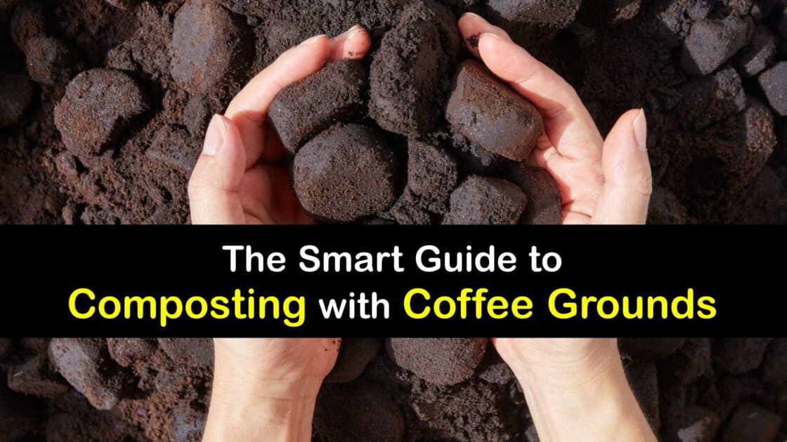 Adding Coffee Grounds to Compost - What You Need to Know