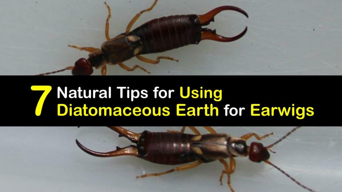 Earwig Control with Diatomaceous Earth - Killing Earwigs with DE