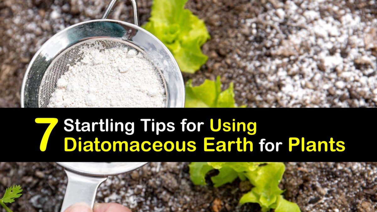 Using DE on Plants - Is Diatomaceous Earth Good for Your Plants