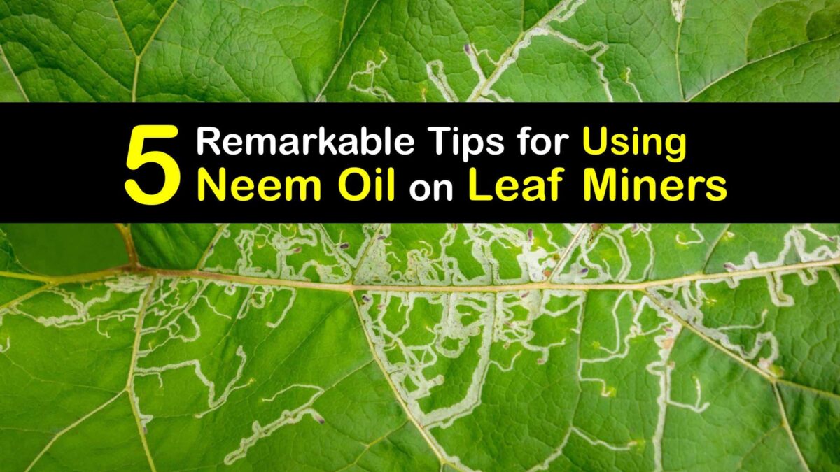 Kill Leaf Miners - Getting Rid of Leaf Miners with Neem Oil Kill Leaf Miners - Getting Rid of Leaf Miners with Neem Oil