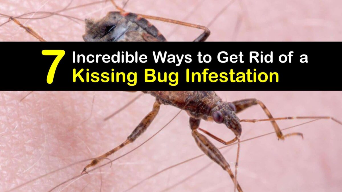 Smart Kissing Bug Prevention Strategies