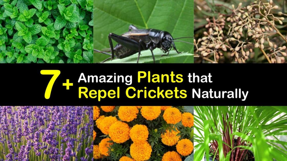 Cricket Repellent Plants - Repel Crickets Naturally