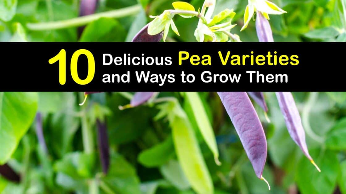 Varieties of Peas - Fascinating Types of Pea Plants