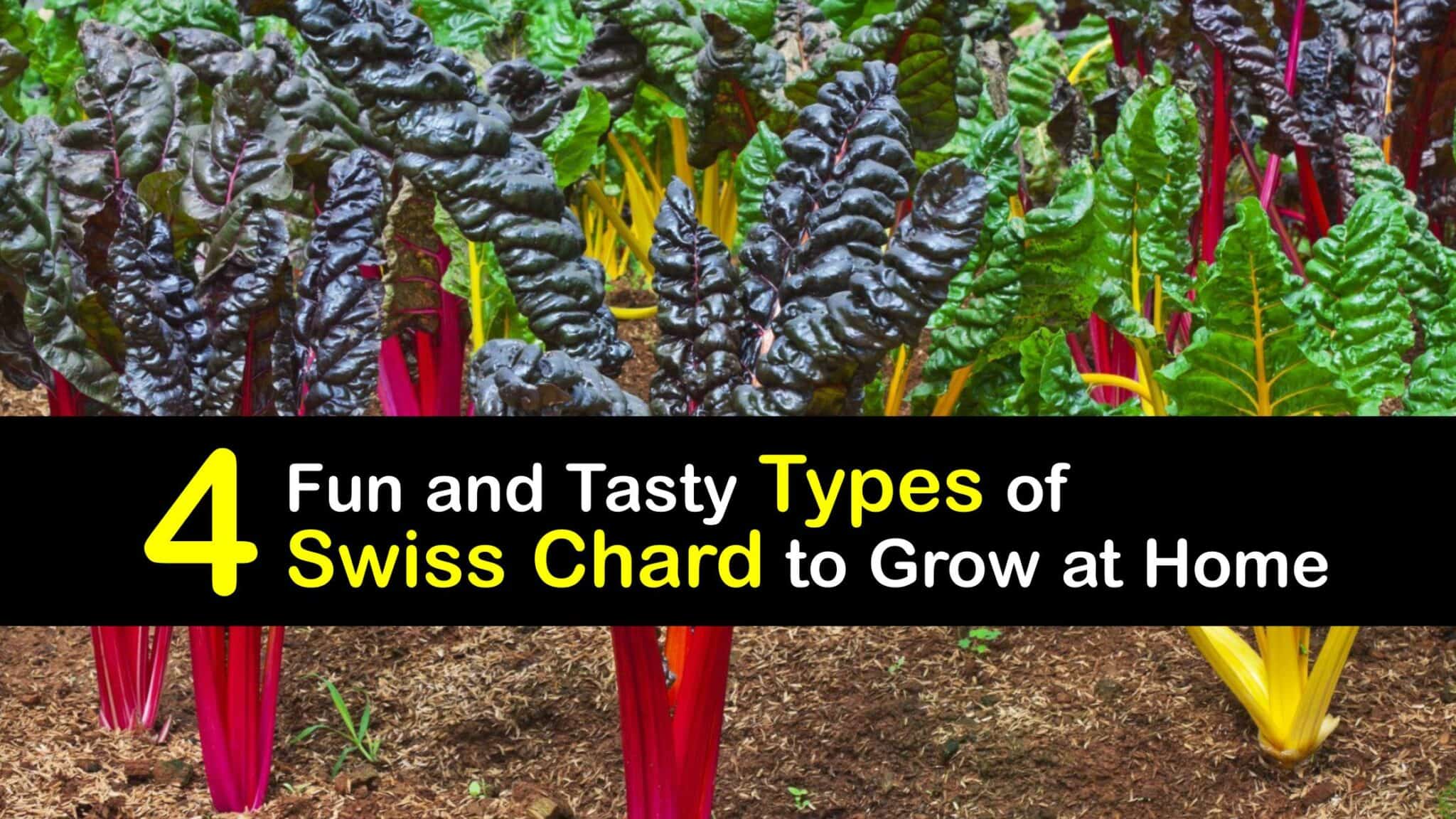Swiss Chard Varieties - Choosing Different Swiss Chard Types
