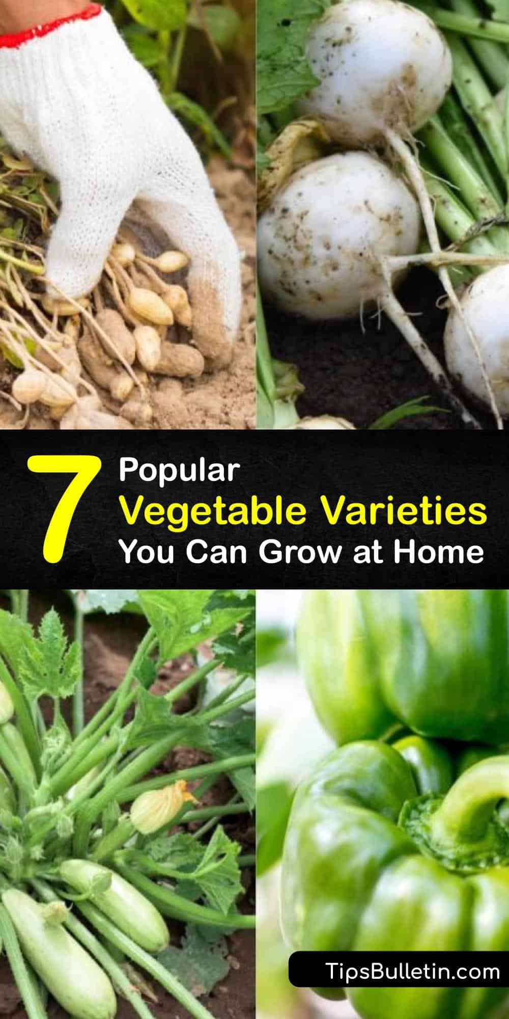 Vegetable Varieties - Learn about Different Types of Veggies