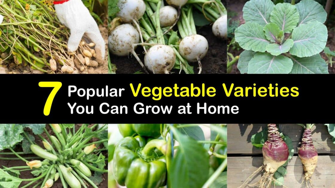 Vegetable Varieties - Learn about Different Types of Veggies