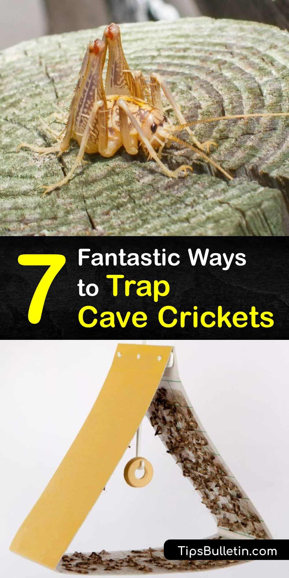 How to Trap Cave Crickets - Eliminate a Cave Cricket Problem