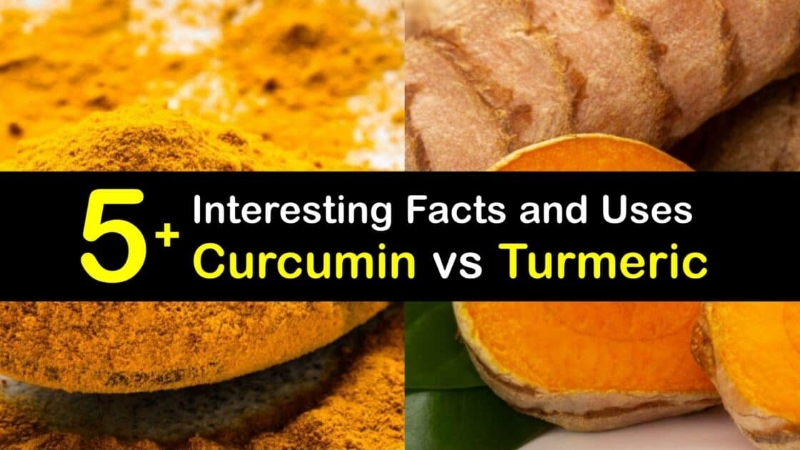Differences between Curcumin and Turmeric