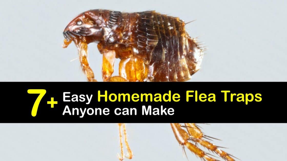 Eliminating Fleas - Simple DIY Flea Trap Ideas