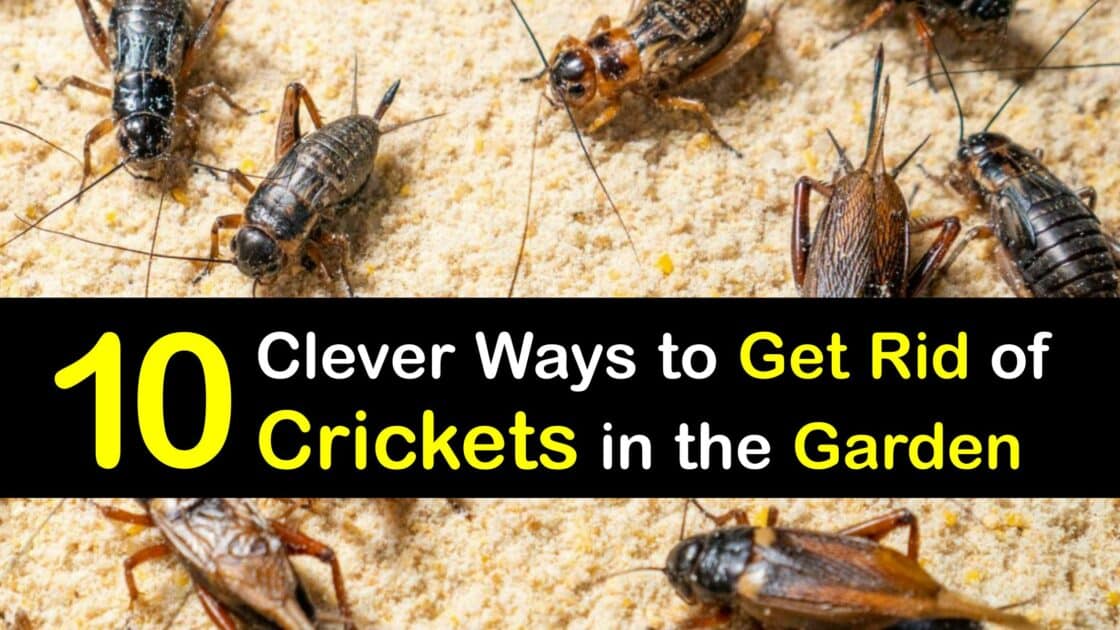 Get Rid of Crickets Outdoors - Tips for Outside Cricket Removal