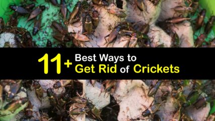 Getting Rid of Crickets - Incredible Guide for Killing Crickets