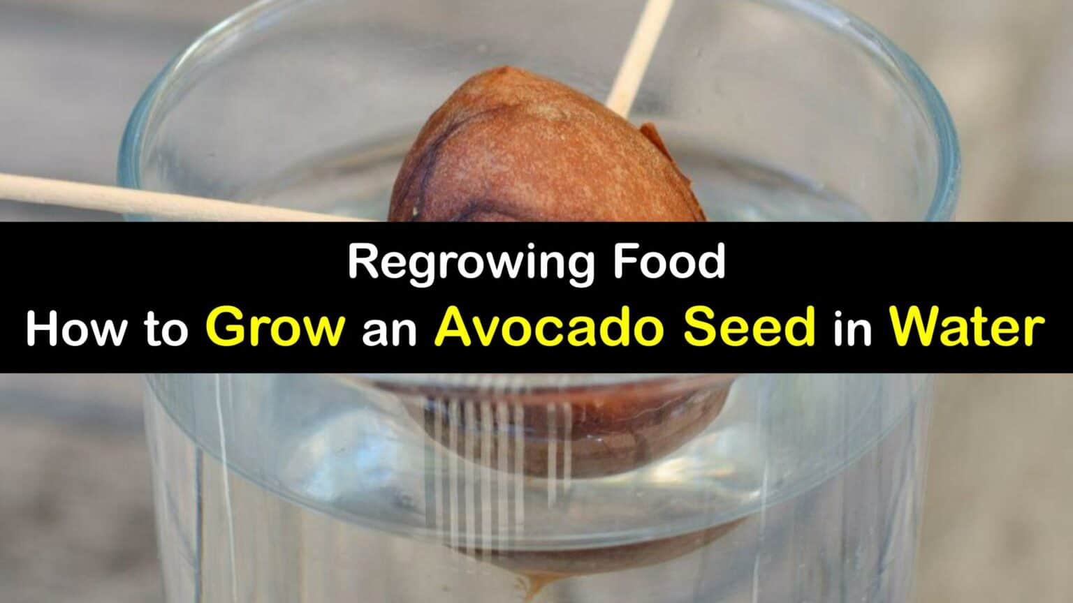 Avocado Seed Growing - Regrow an Avocado in Water