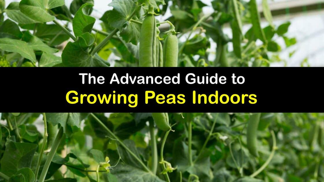 Growing Peas Inside - Clever Guide for Planting Peas Indoors