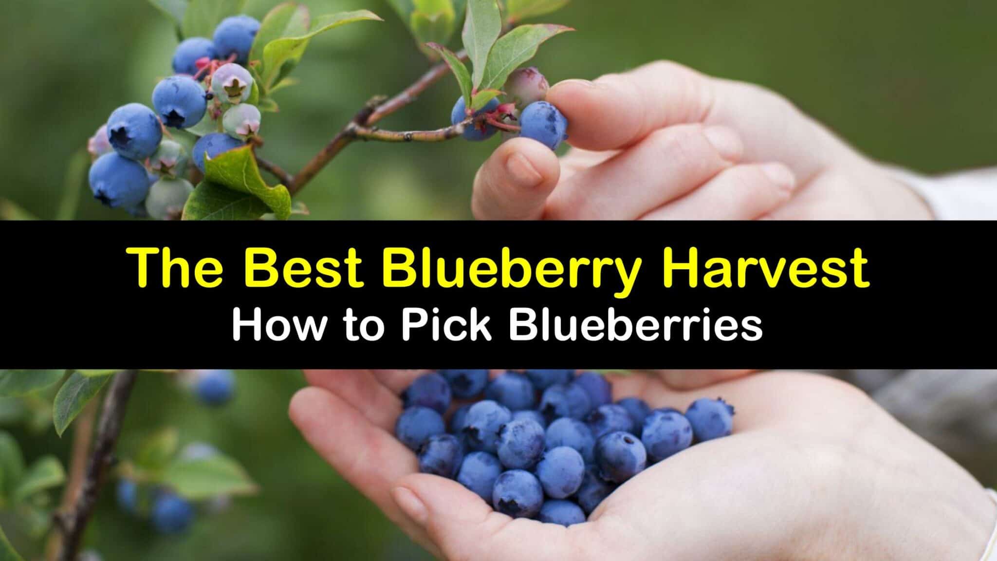 Blueberry Harvesting - Smart Tips for Picking Blueberries