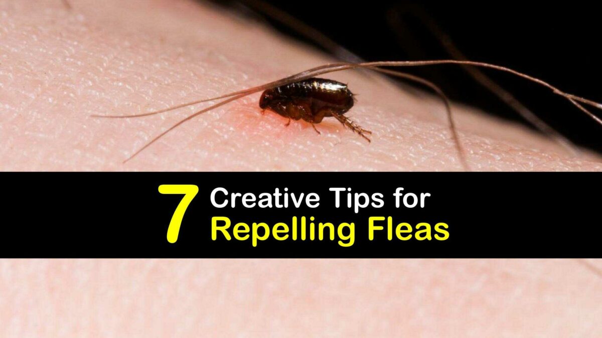 Repelling Fleas - Step-by-Step Tricks to Deter Fleas