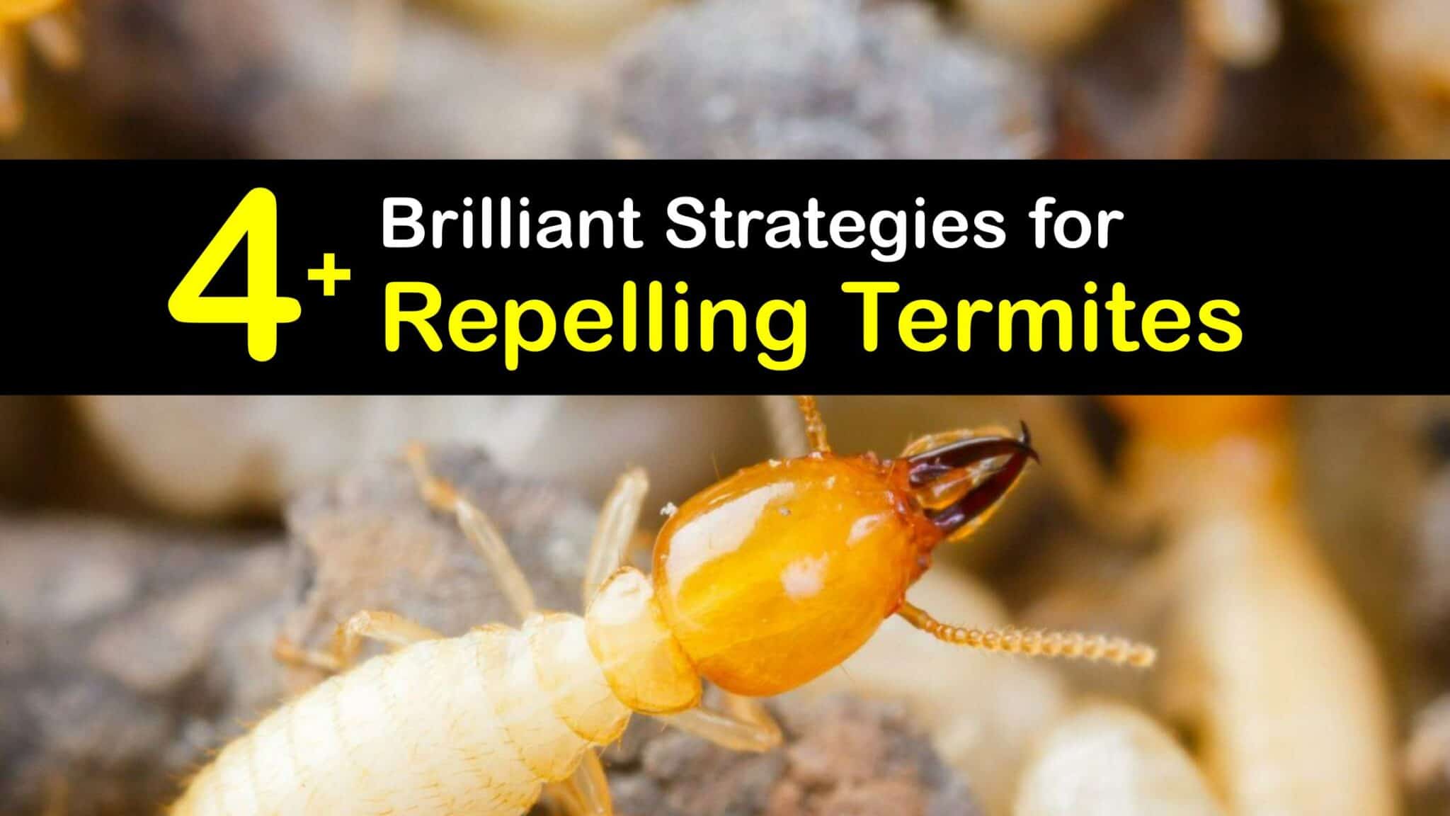 Repelling Termites - Smart Guide for Handling a Termite Problem