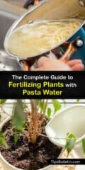 DIY Pasta Water Fertilizer - Enrich Your Plants with Pasta Water