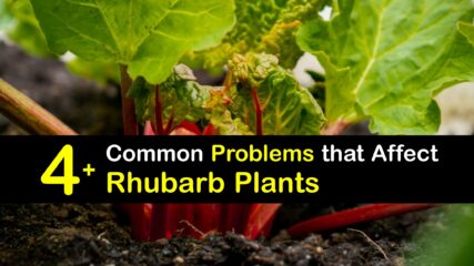 Rhubarb Pests and Diseases - How to Help Rhubarb Plants