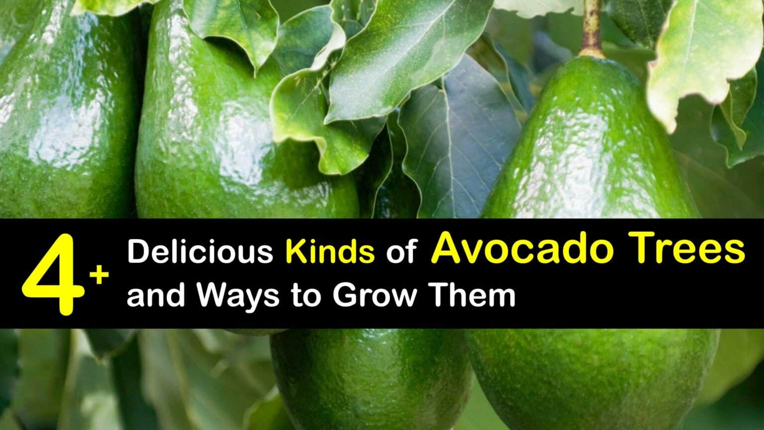 Avocado Tree Varieties - Different Types of Avocado Trees