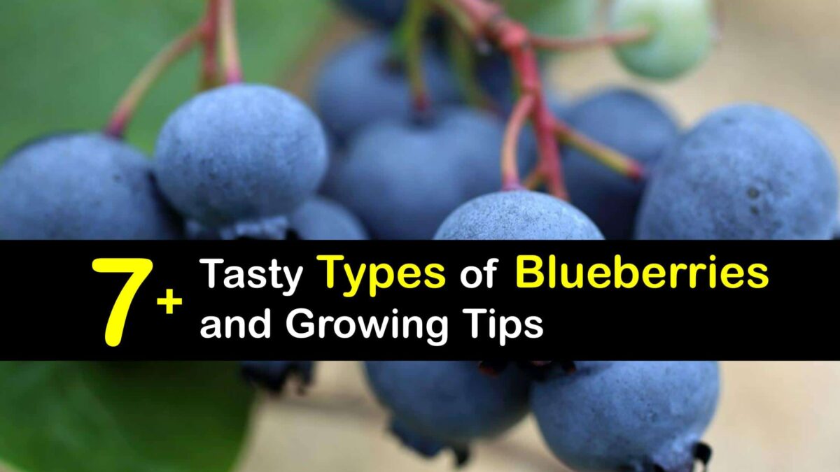 Varieties of Blueberry Bushes - Amazing Kinds of Blueberries