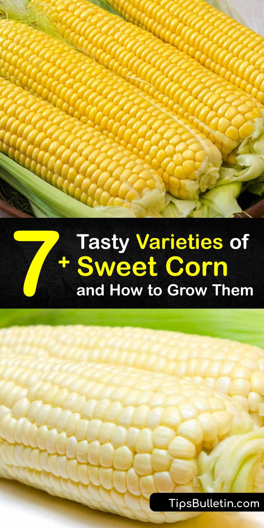 Sweet Corn Varieties - Amazing Kinds of Sweet Corn Plants