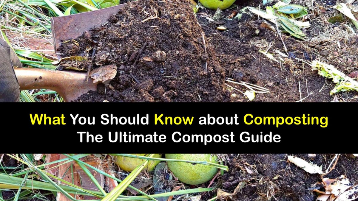 What is Composting and Why I Should Try It