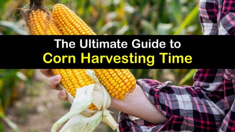 Corn Picking Time- When to Harvest Sweet Corn