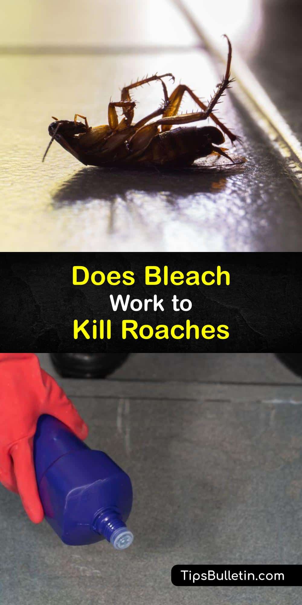 Bleach and Roaches - Using Bleach on Cockroaches