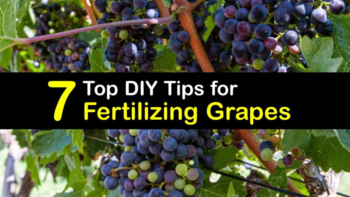 Feed Your Grapevines - Easy Homemade Grape Fertilizers