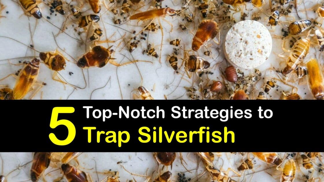 Natural Bug Control - Easy DIY Silverfish Traps