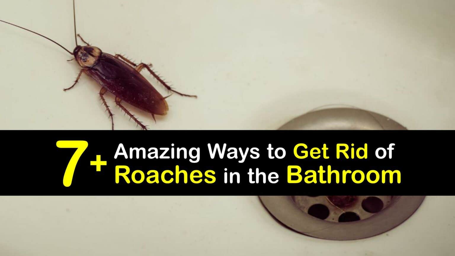 Get Rid of Roaches - Kill Cockroaches in the Bathroom