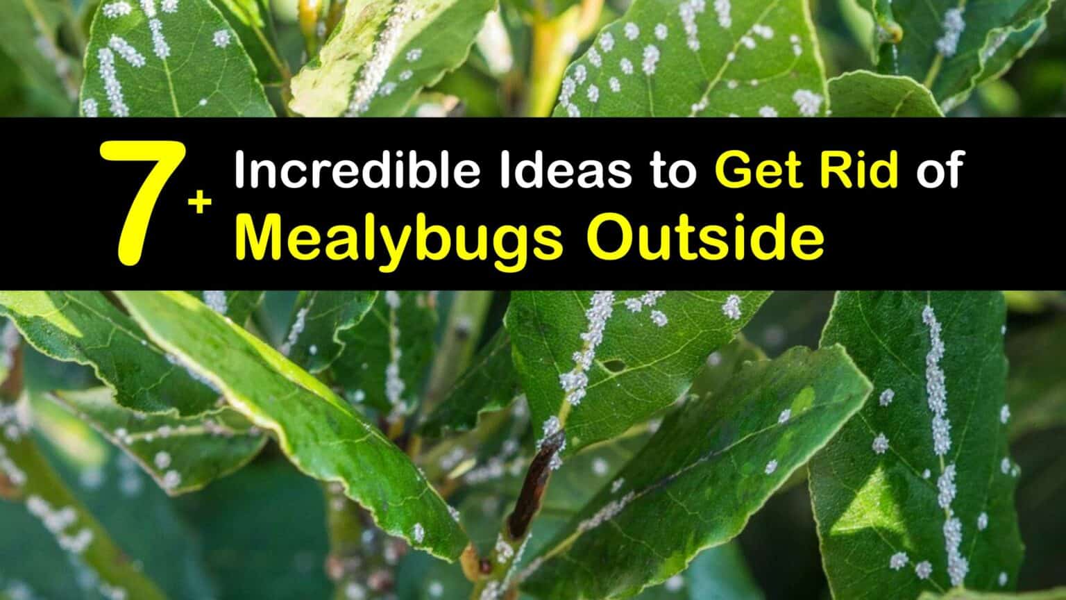 Outdoor Mealybug Control - Easy Ways to Kill Mealybugs Outside