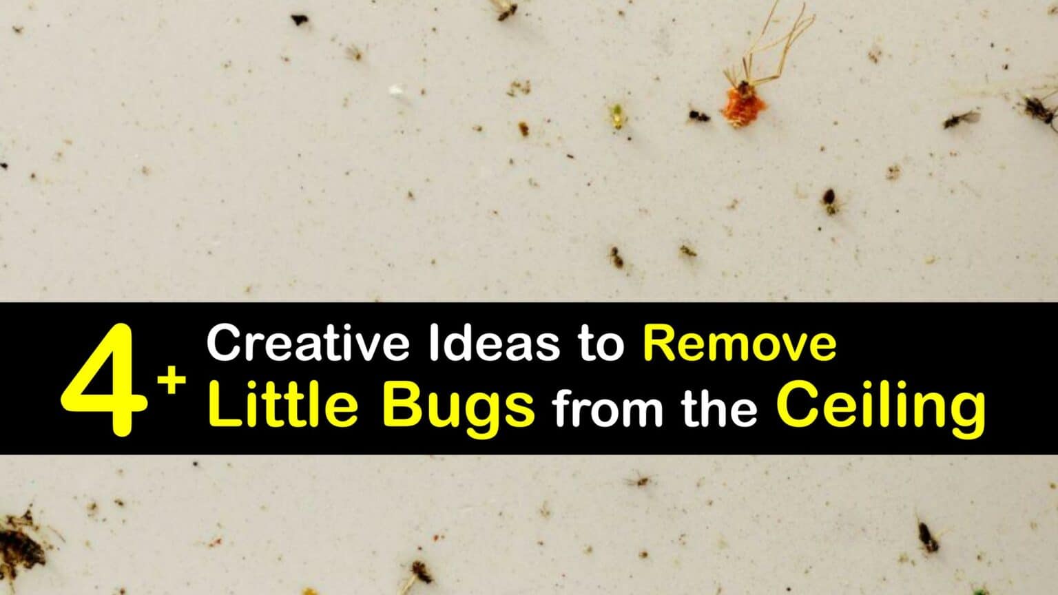 Killing Tiny Bugs Awesome Tricks For Getting Rid Of Ceiling Bugs 8084