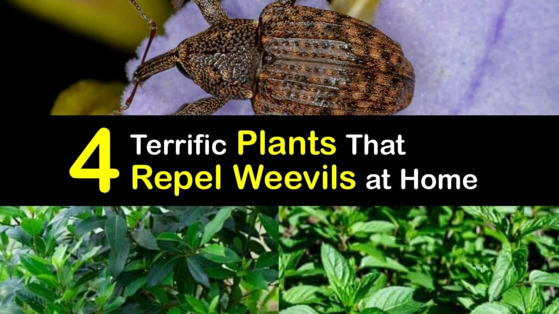 Deterring Weevils - Amazing Weevil Repellent Plants