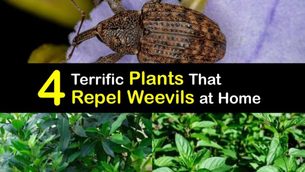Deterring Weevils - Amazing Weevil Repellent Plants