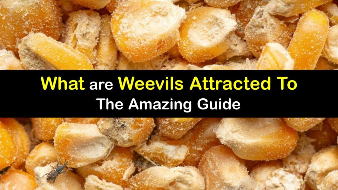 What Attracts Weevils - Getting Rid of Weevils