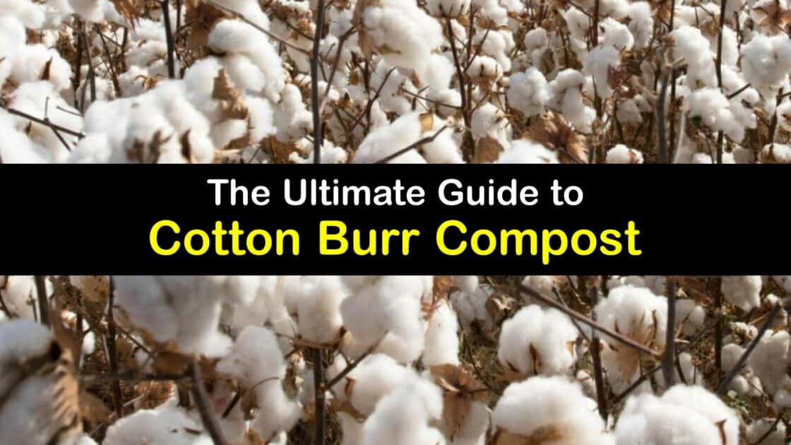 What You Should Know about Cotton Burr Compost