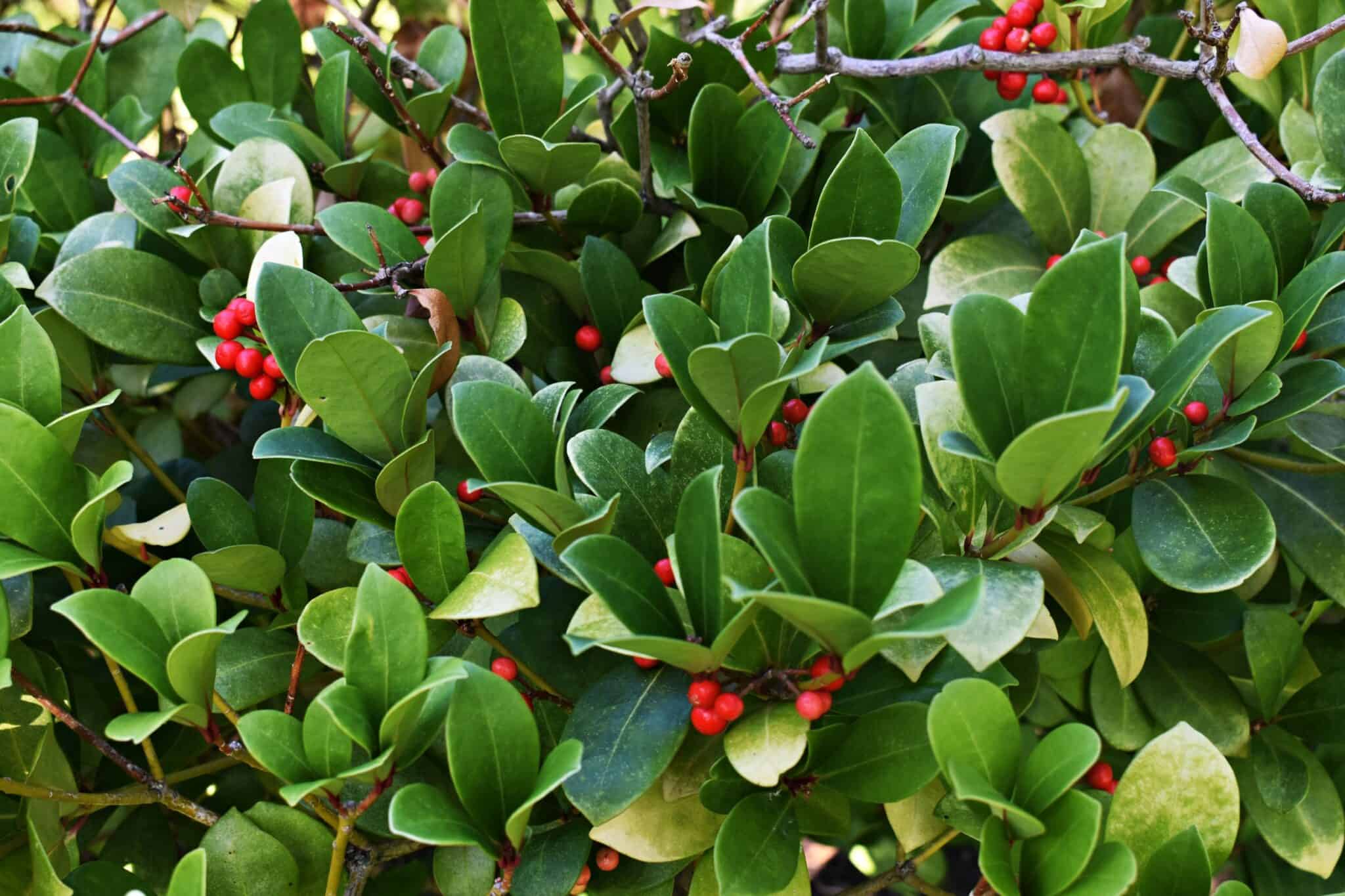 Rat Repellent Plants - Awesome Plants to Keep Rats Away