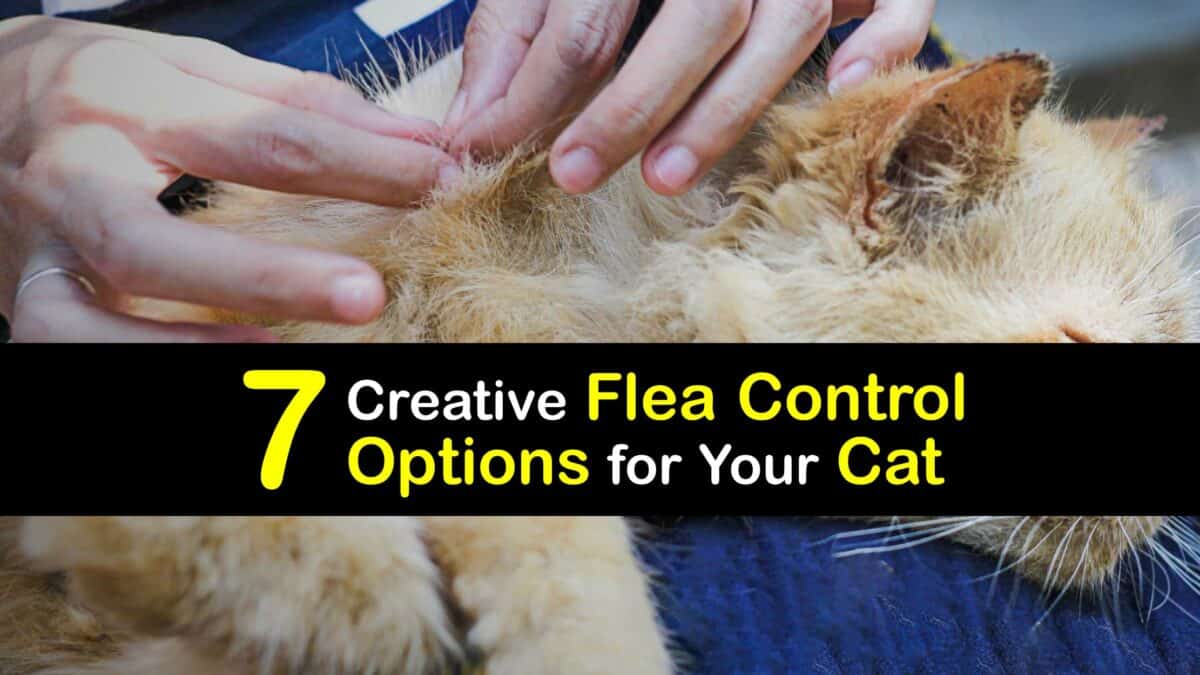 Treating a Flea Infestation on Your Cat - Cat Flea Control