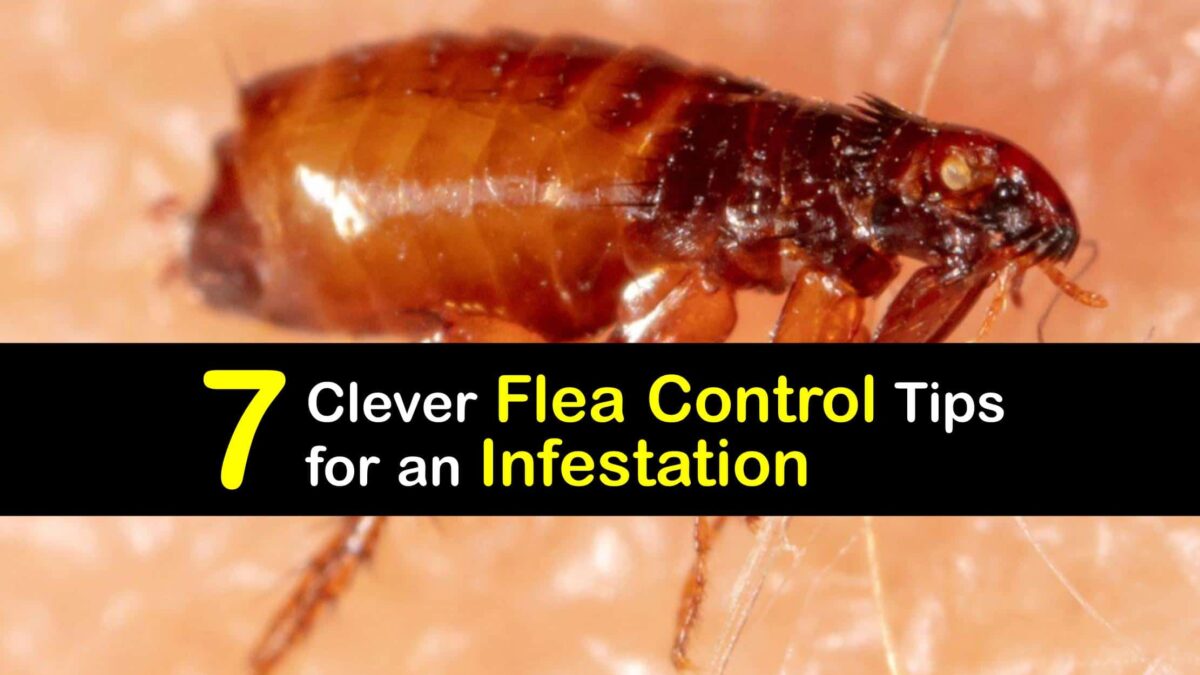Flea Infestation - Controlling the Fleas at Home