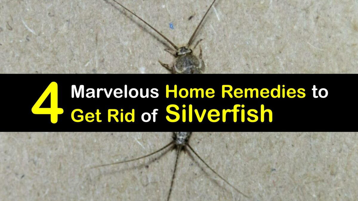 DIY Silverfish Remedies - Top-Notch Silverfish Solutions DIY Silverfish Remedies - Top-Notch Silverfish Solutions