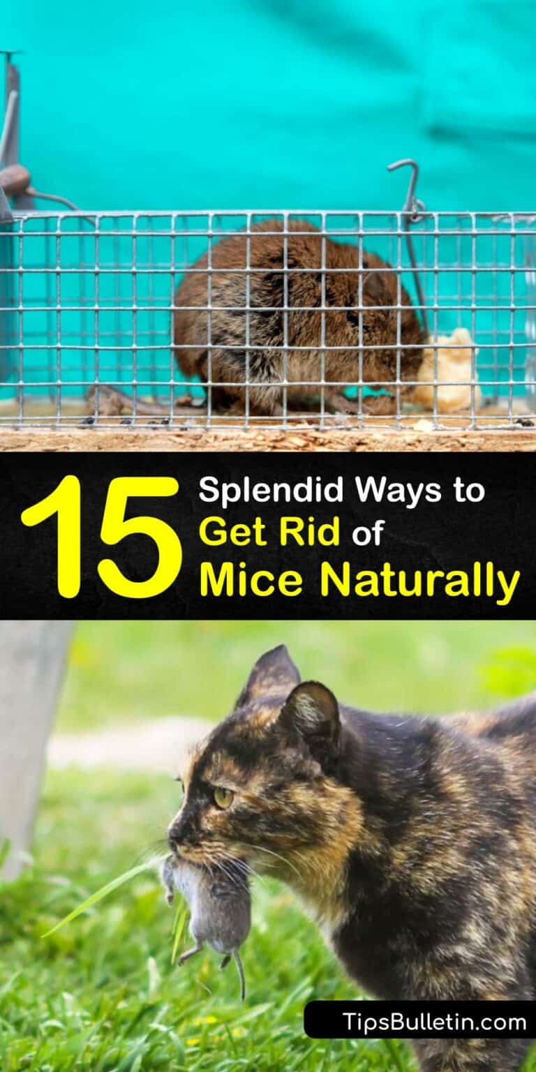 Mouse Control - Fast Fixes for Getting Rid of Mice Naturally