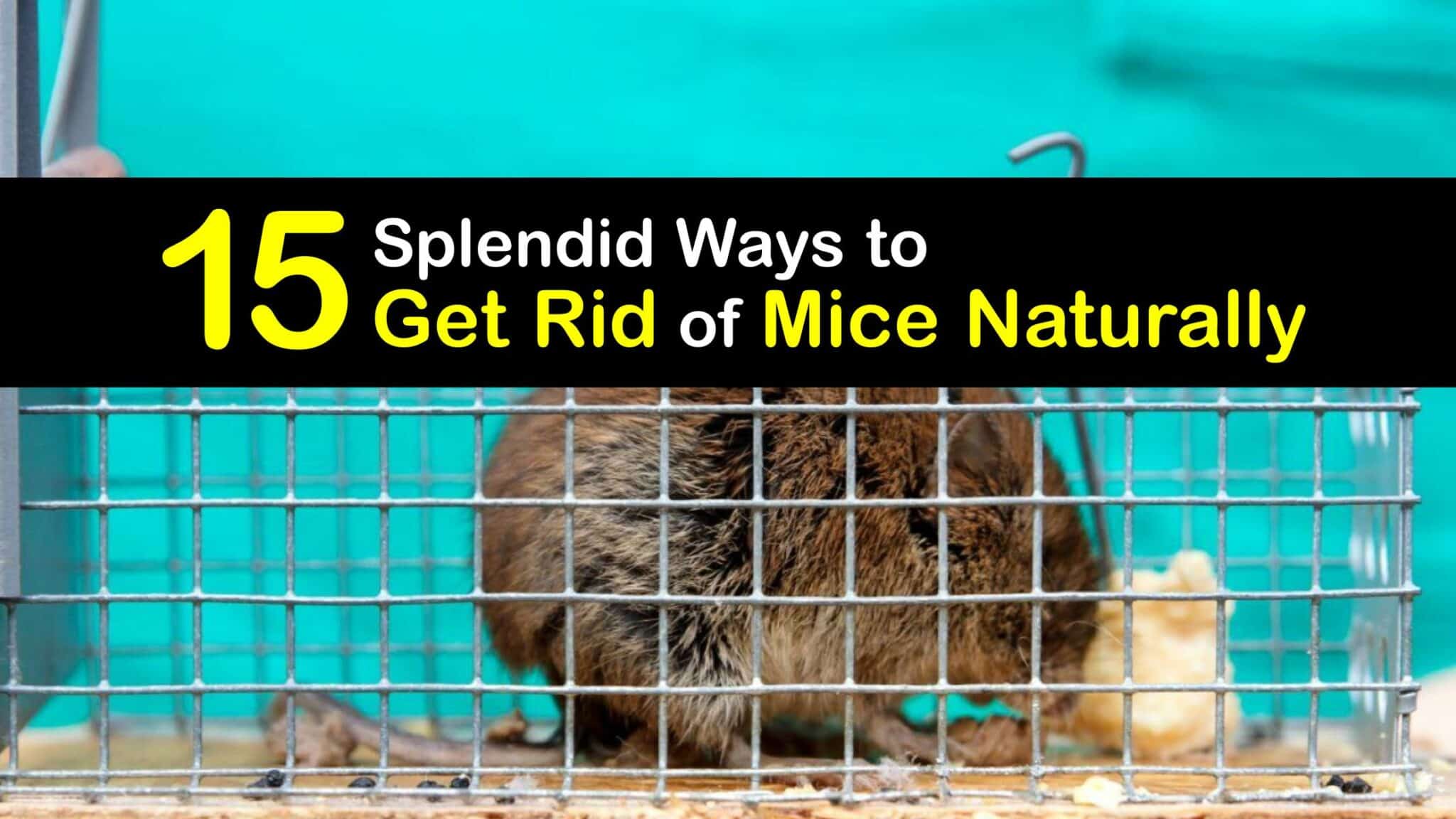 Mouse Control - Fast Fixes for Getting Rid of Mice Naturally