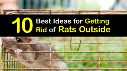 Control the Rat Population Outside - Guide for Getting Rid of Rats