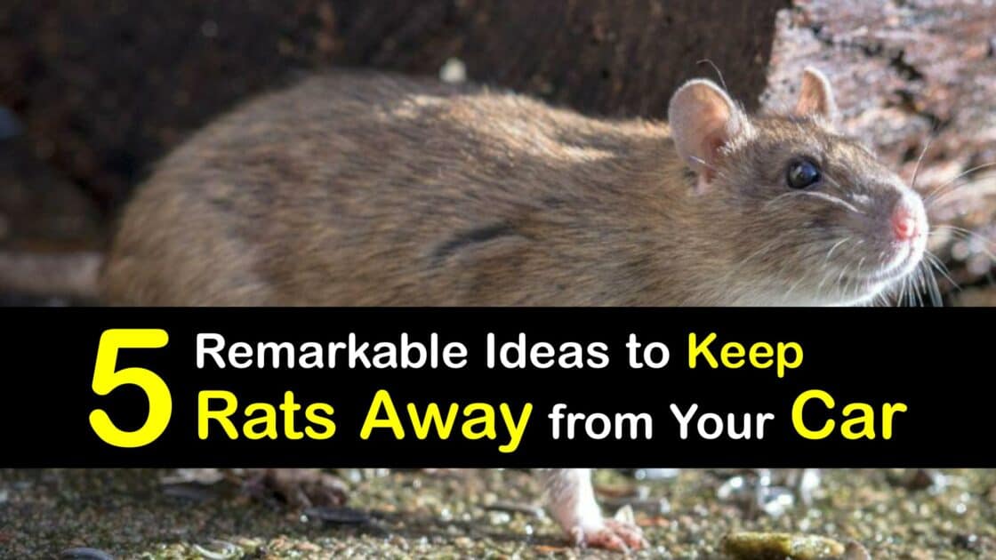 Keep Rats Away from a Car - Guide to Protect Your Car from Rats