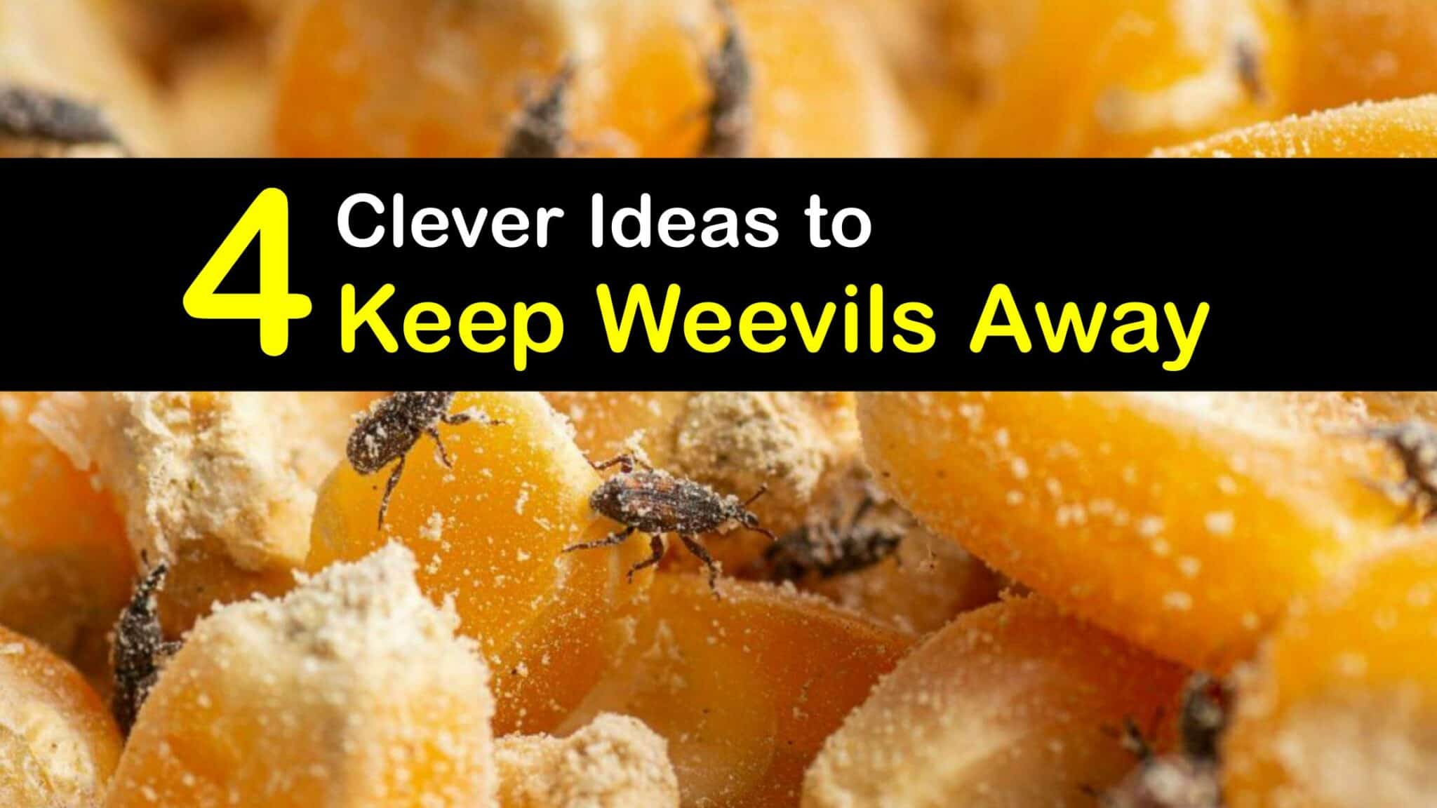 Keeping Weevils Away - Easy Guide to Repelling Weevils