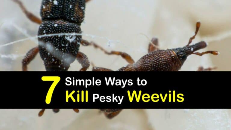 Killing Weevils - Hands-on Ways to Kill Weevils at Home