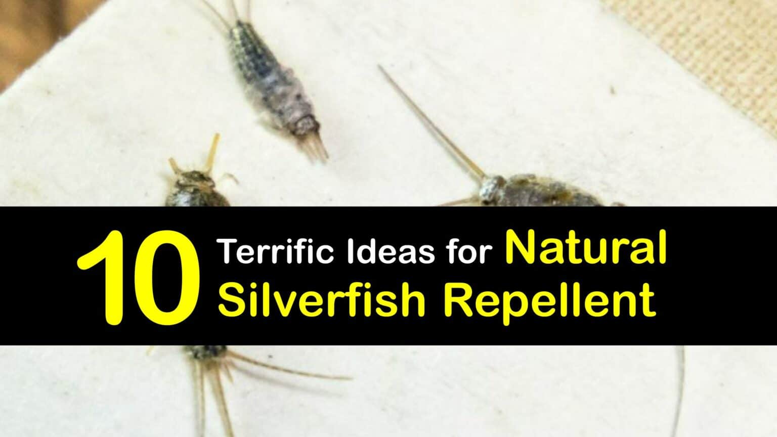 Deter Silverfish Naturally - Incredible Guide to Repelling Silverfish