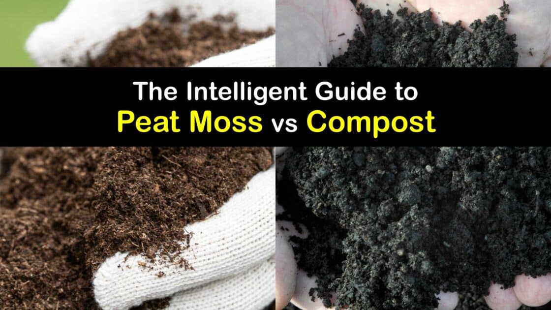 Peat Moss and Compost - Differences in Peat Moss vs Compost